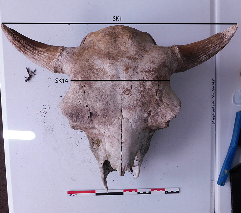 Bison of the Bighorn Basin Project: An Update – Meeteetse Museums