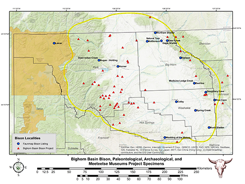 Bison of the Bighorn Basin Project: An Update – Meeteetse Museums