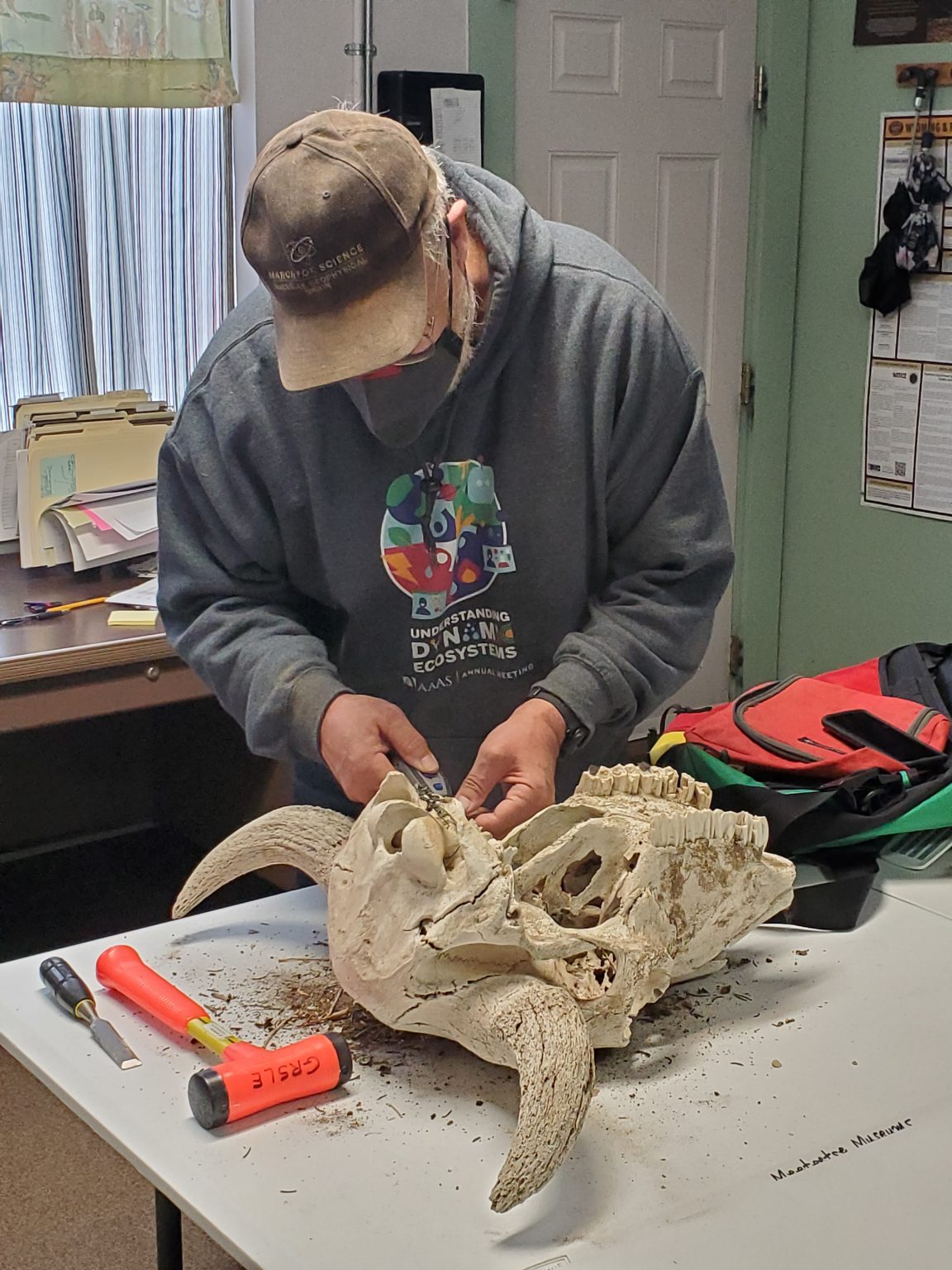 The Bison Project: Radiocarbon Dating and Stable Isotope Analysis ...