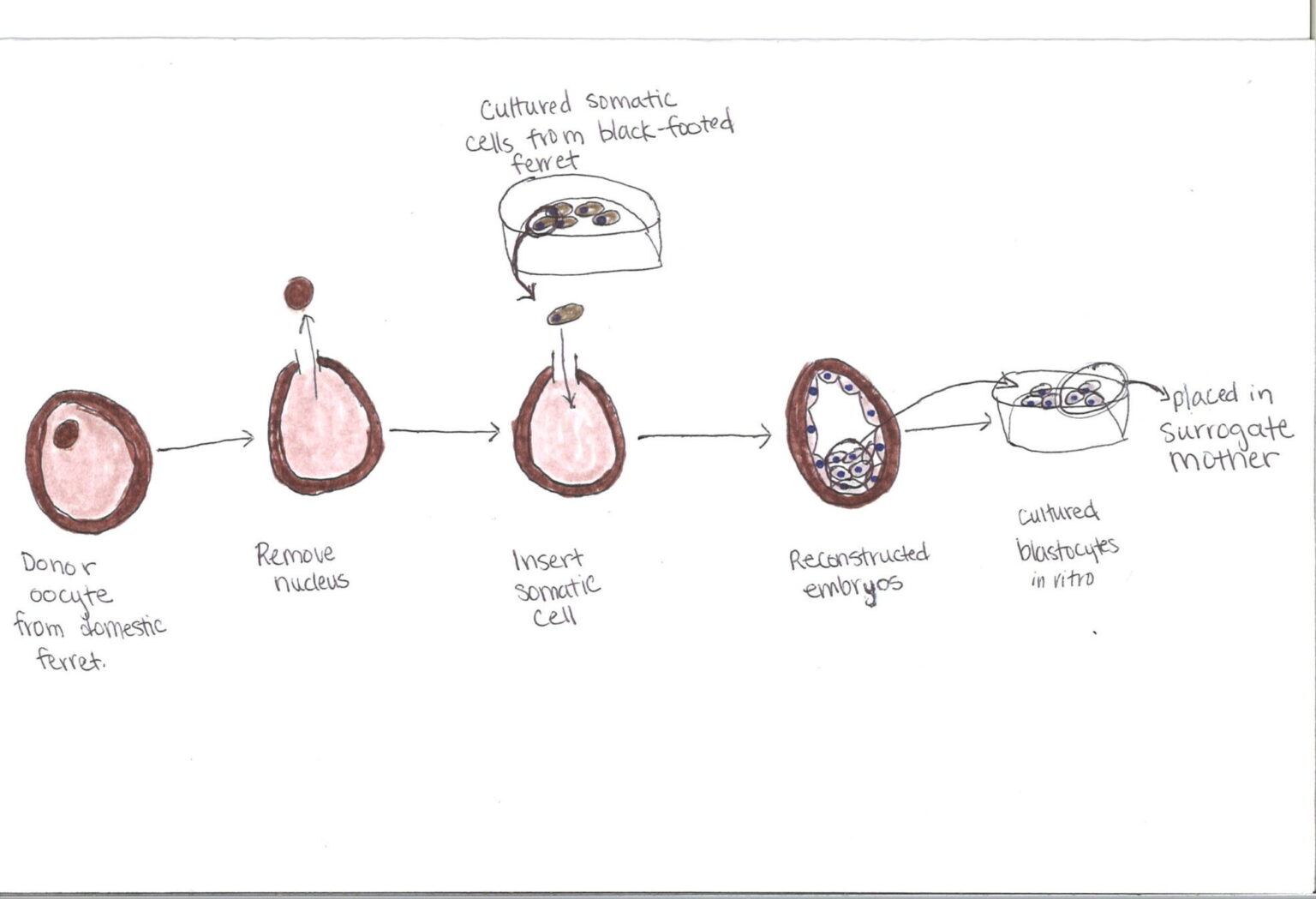 Preserving the Black-Footed Ferret Species Through Gene Cloning and ...
