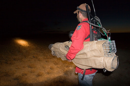 Preserving the Black-Footed Ferret Species Through Gene Cloning and ...