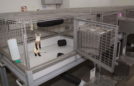 Preserving the Black-Footed Ferret Species Through Gene Cloning and ...