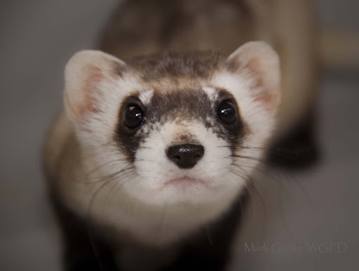 Preserving the Black-Footed Ferret Species Through Gene Cloning and ...