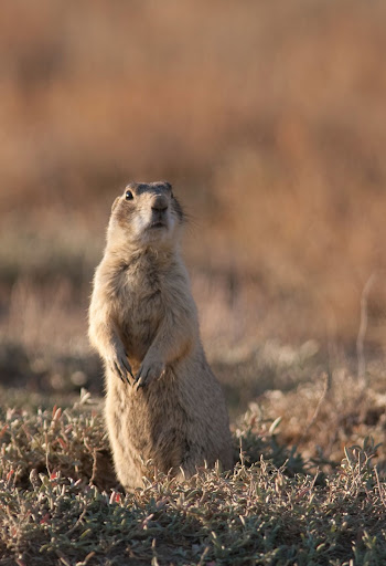 Preserving the Black-Footed Ferret Species Through Gene Cloning and ...